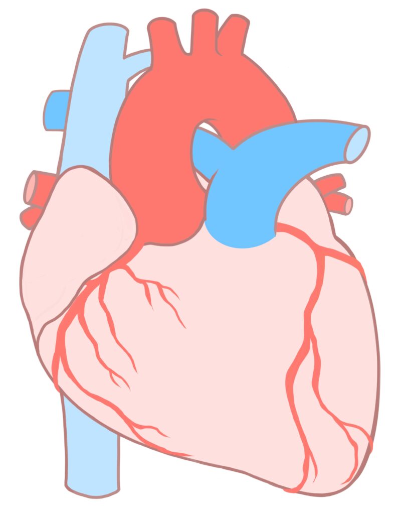 【心リハ用語解説】心臓の解剖、体循環と肺循環 | ぴんころ